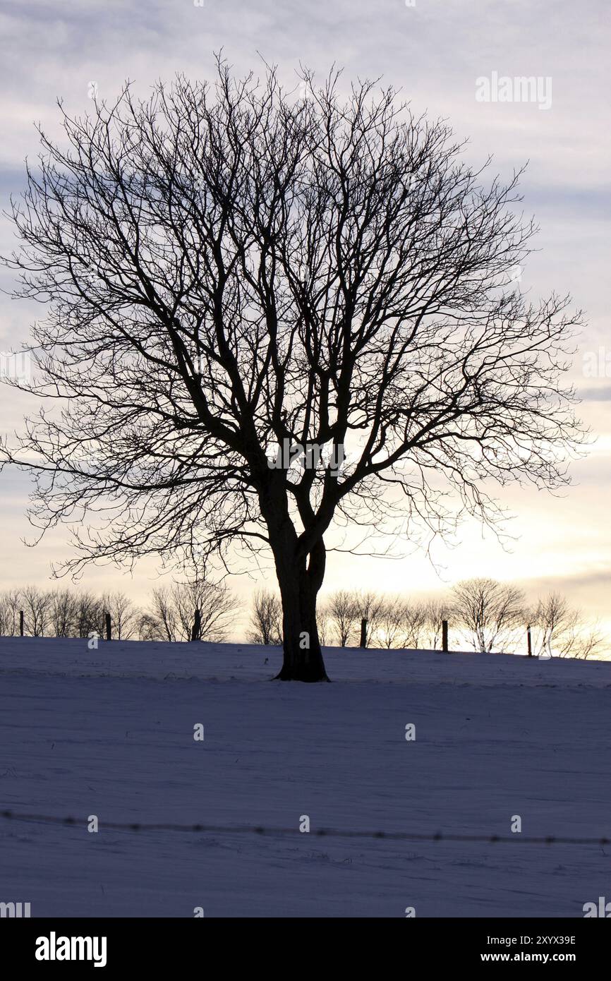 Tree silhouette in the snow Stock Photo - Alamy