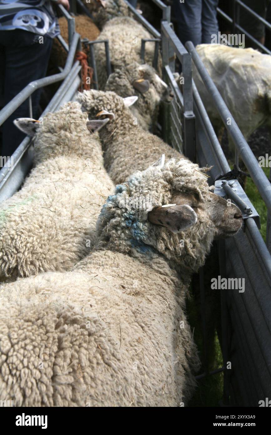 Sheepshearings hi-res stock photography and images - Alamy