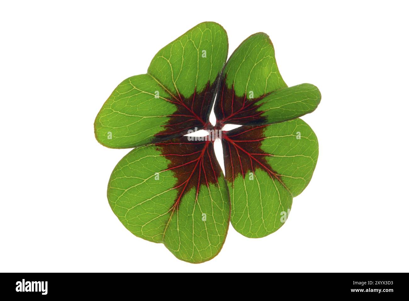 Lucky clover symbols Cut Out Stock Images & Pictures - Alamy