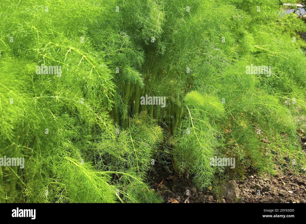 Fennel plant, Fennel plant 01 Stock Photo - Alamy