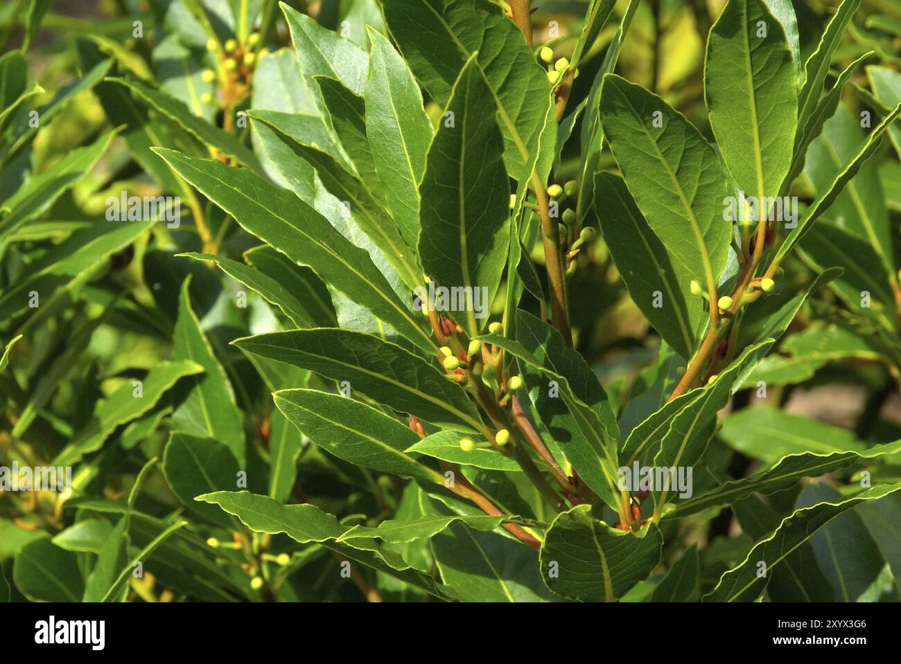 Laurel, Laurel 04 Stock Photo - Alamy