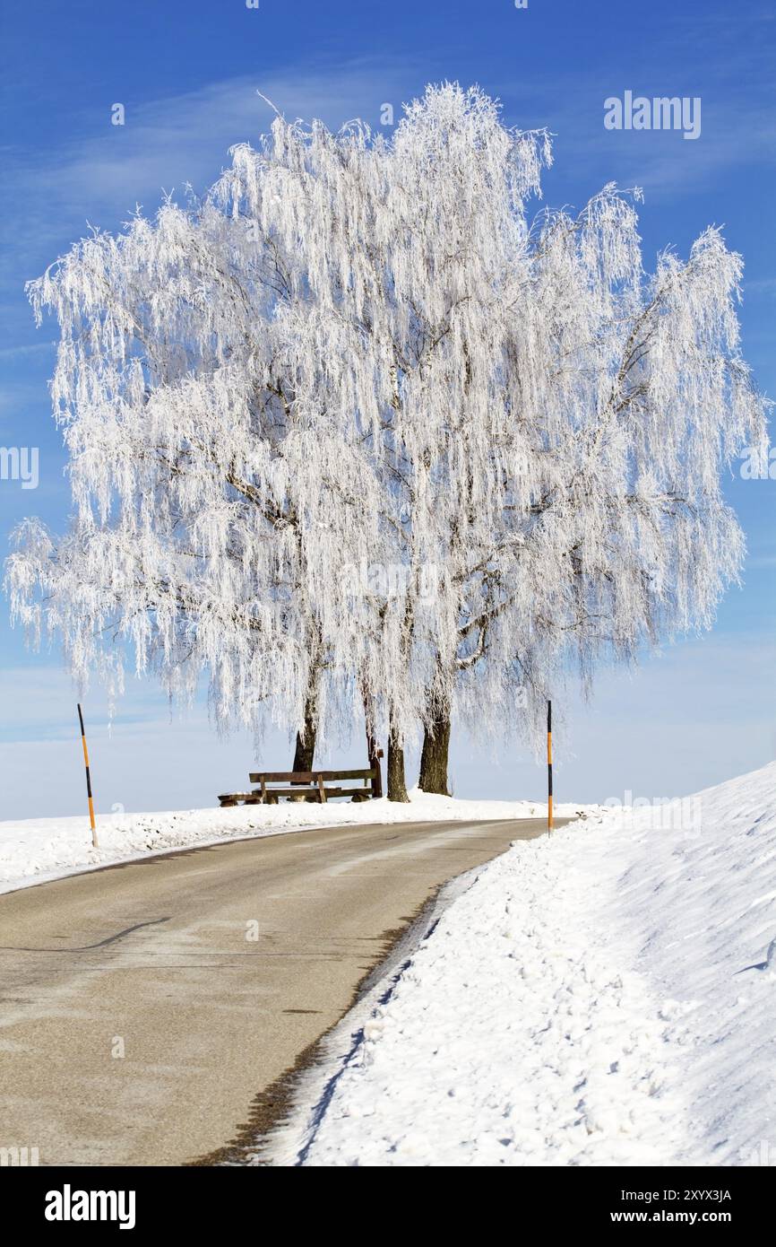 Rough hoar frost on tree hi-res stock photography and images - Alamy