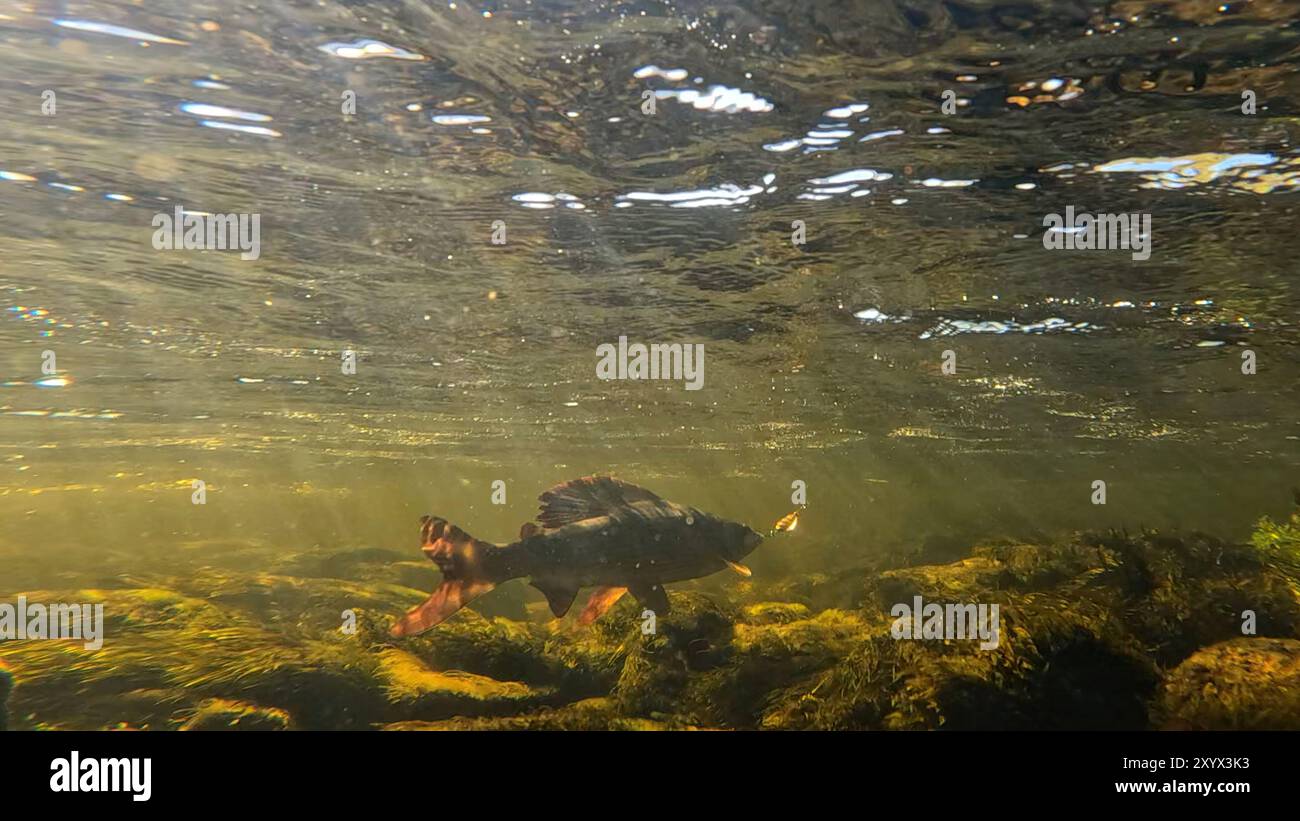 Grayling fighting underwater in shallow water. Grayling was caught and ...