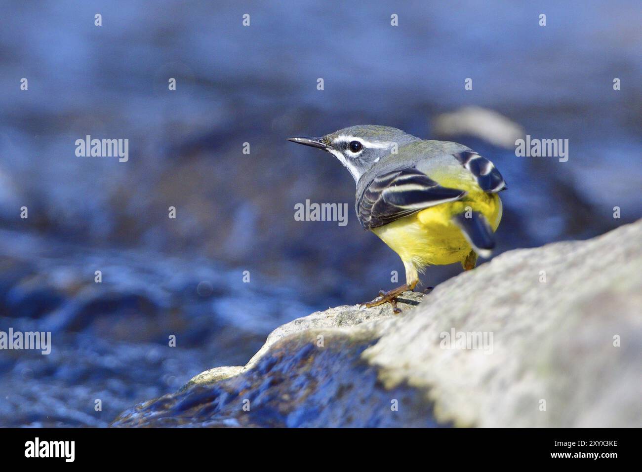 Grey wagtail foraging for food. Grey wagtail in spring in a river Stock ...
