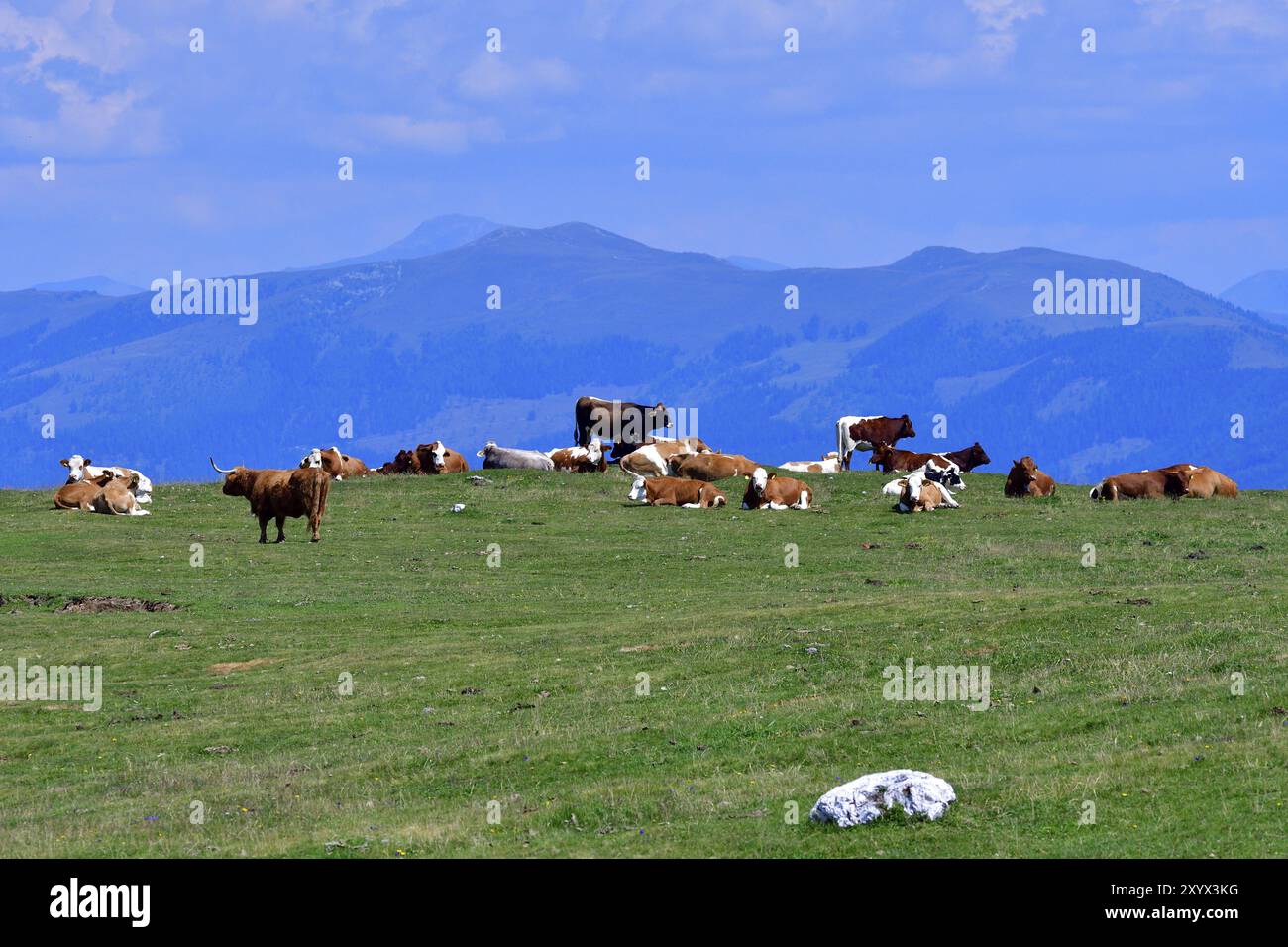 Simmental cattle on a meadow in alps. Simmental cattle on a meadow in ...
