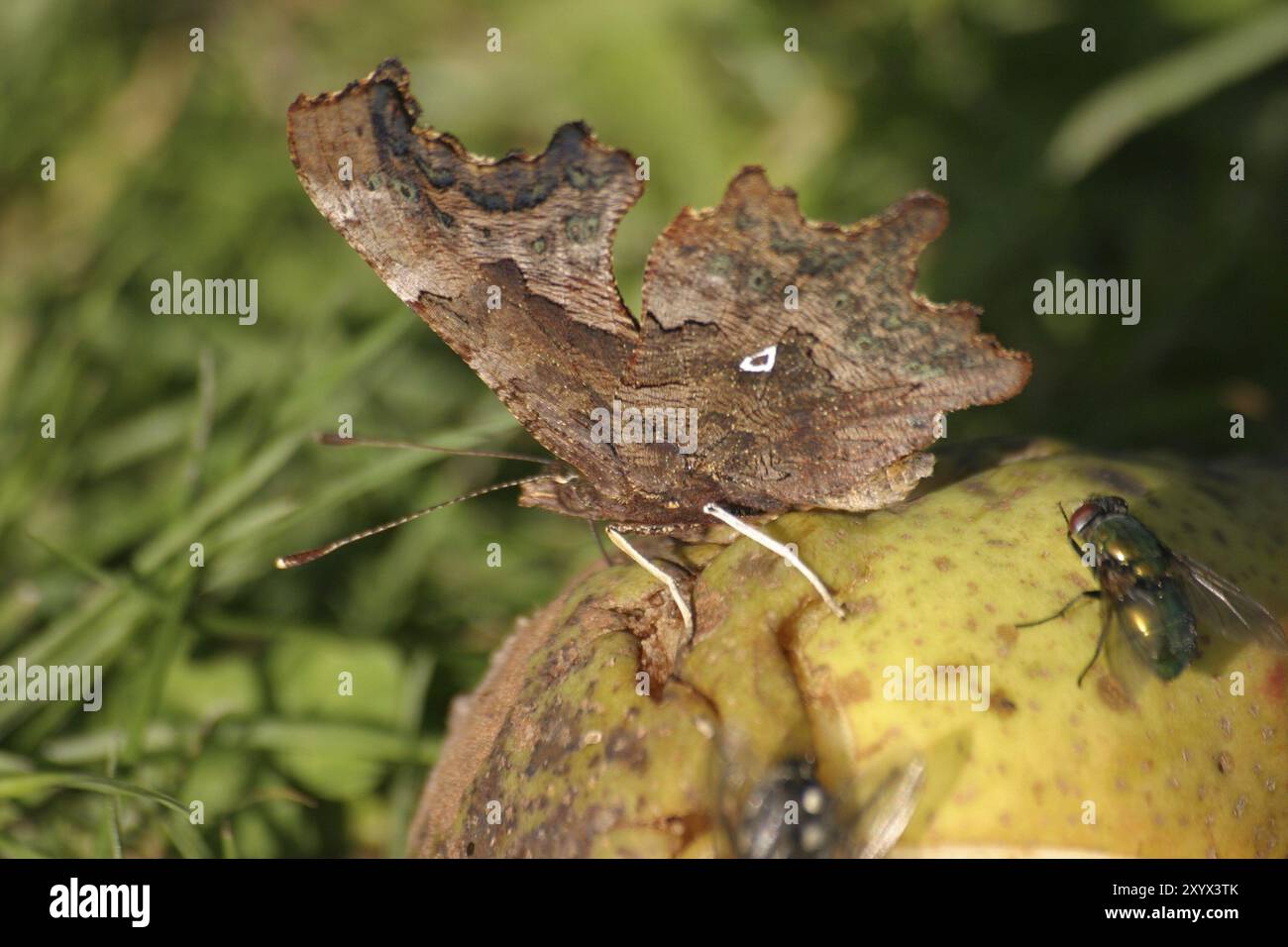 Here you can see the small white spot that gave the moth its name Stock ...