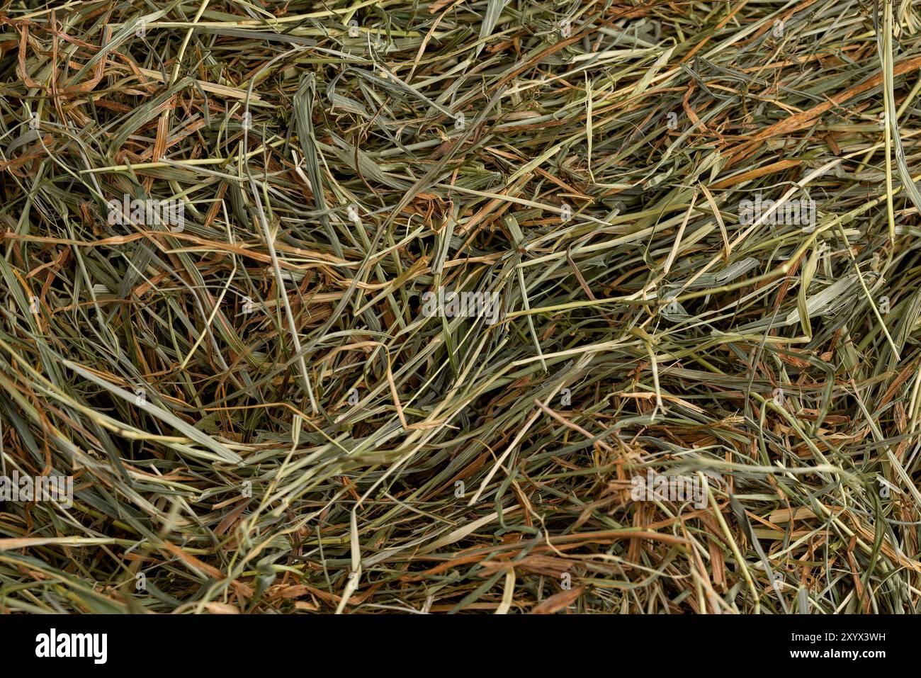 dry grass for animal feeding, Dehydrated Dried Grass for hay production ...