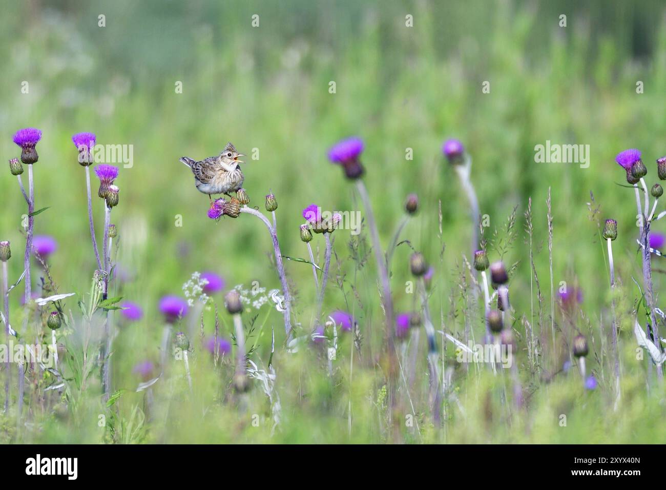 Crested lark looking for food Stock Photo - Alamy