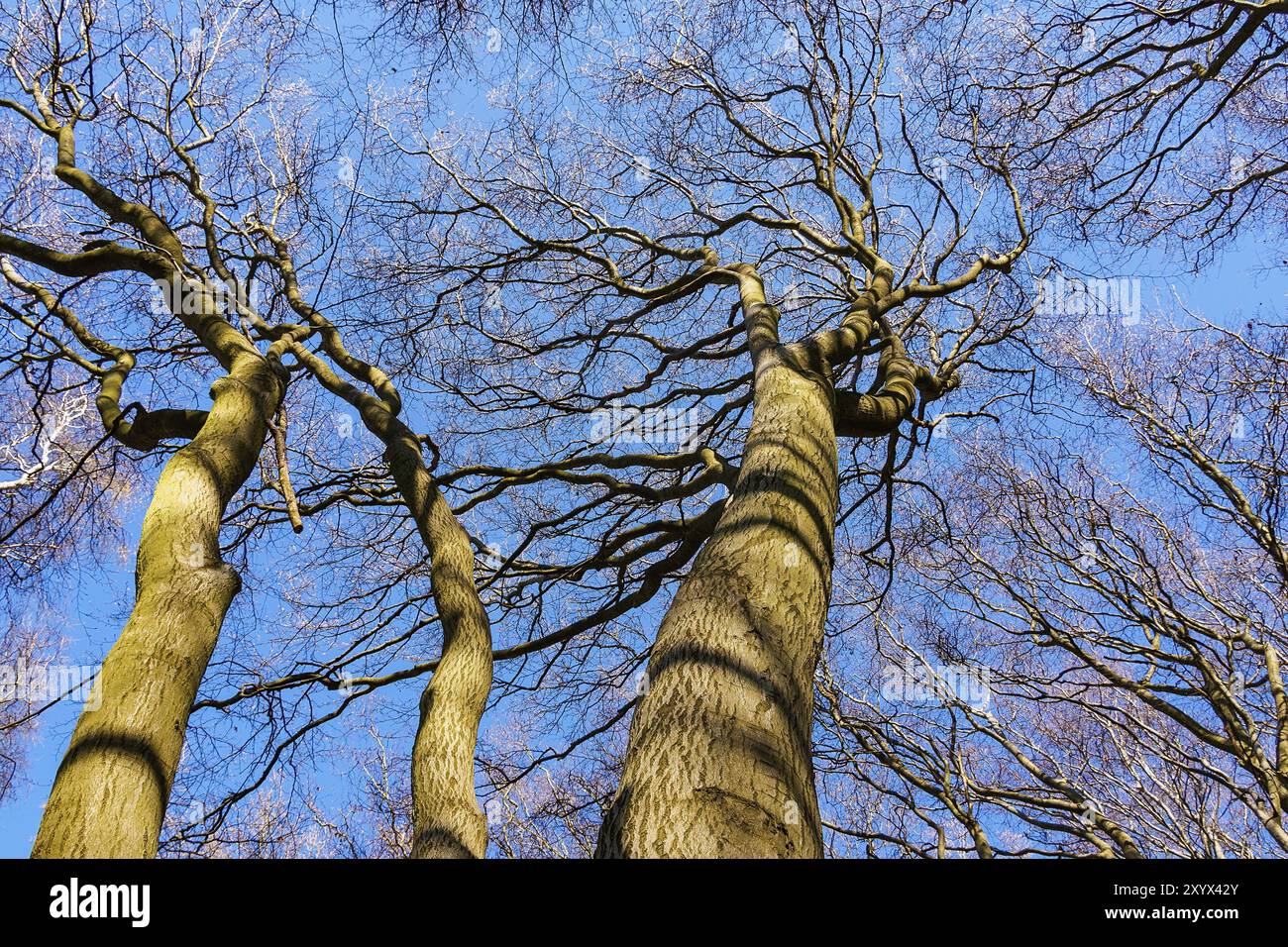 May treetops hi-res stock photography and images - Alamy