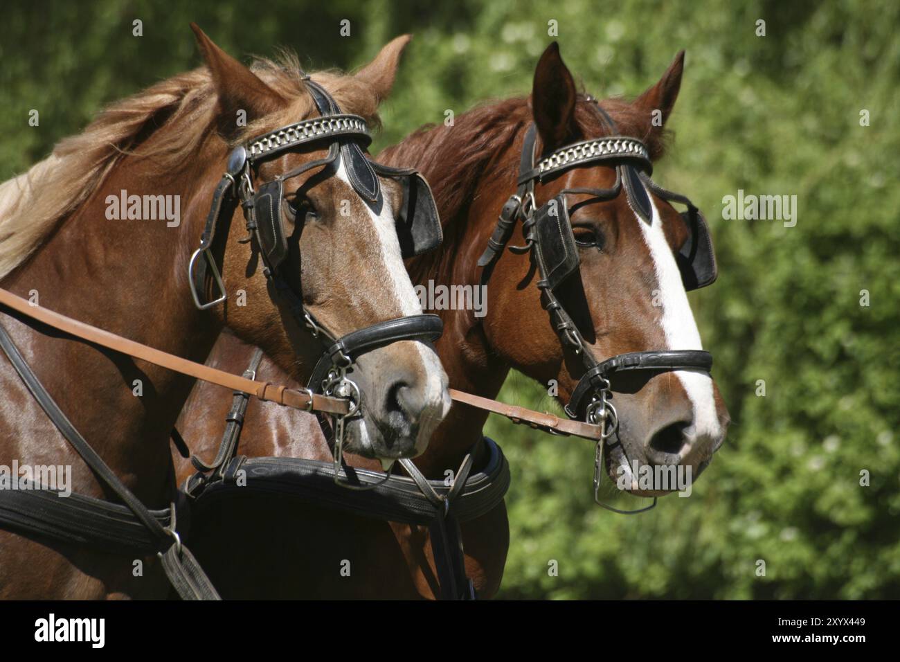 Cold-blooded horses on the reins Stock Photo - Alamy