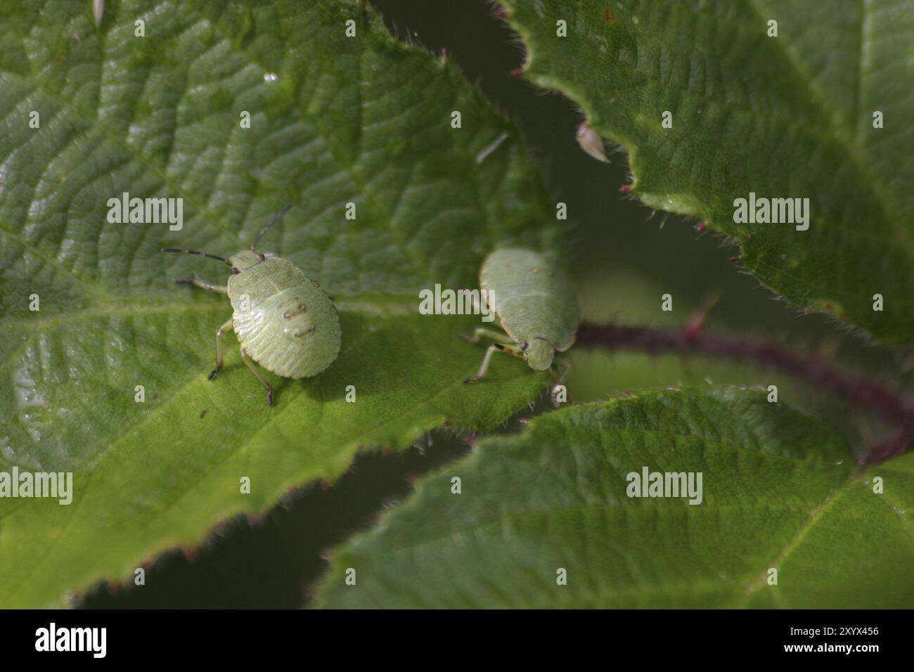 Green tree bugs on a leaf Stock Photo - Alamy