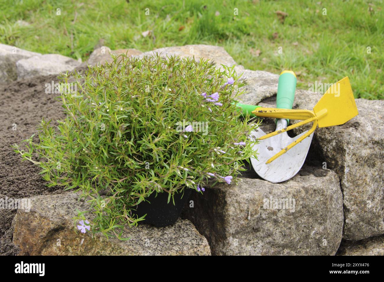Planting shrubs, shrub planting Stock Photo - Alamy