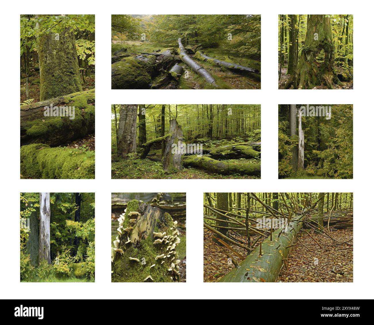 Forest forests wood trees Cut Out Stock Images & Pictures - Alamy
