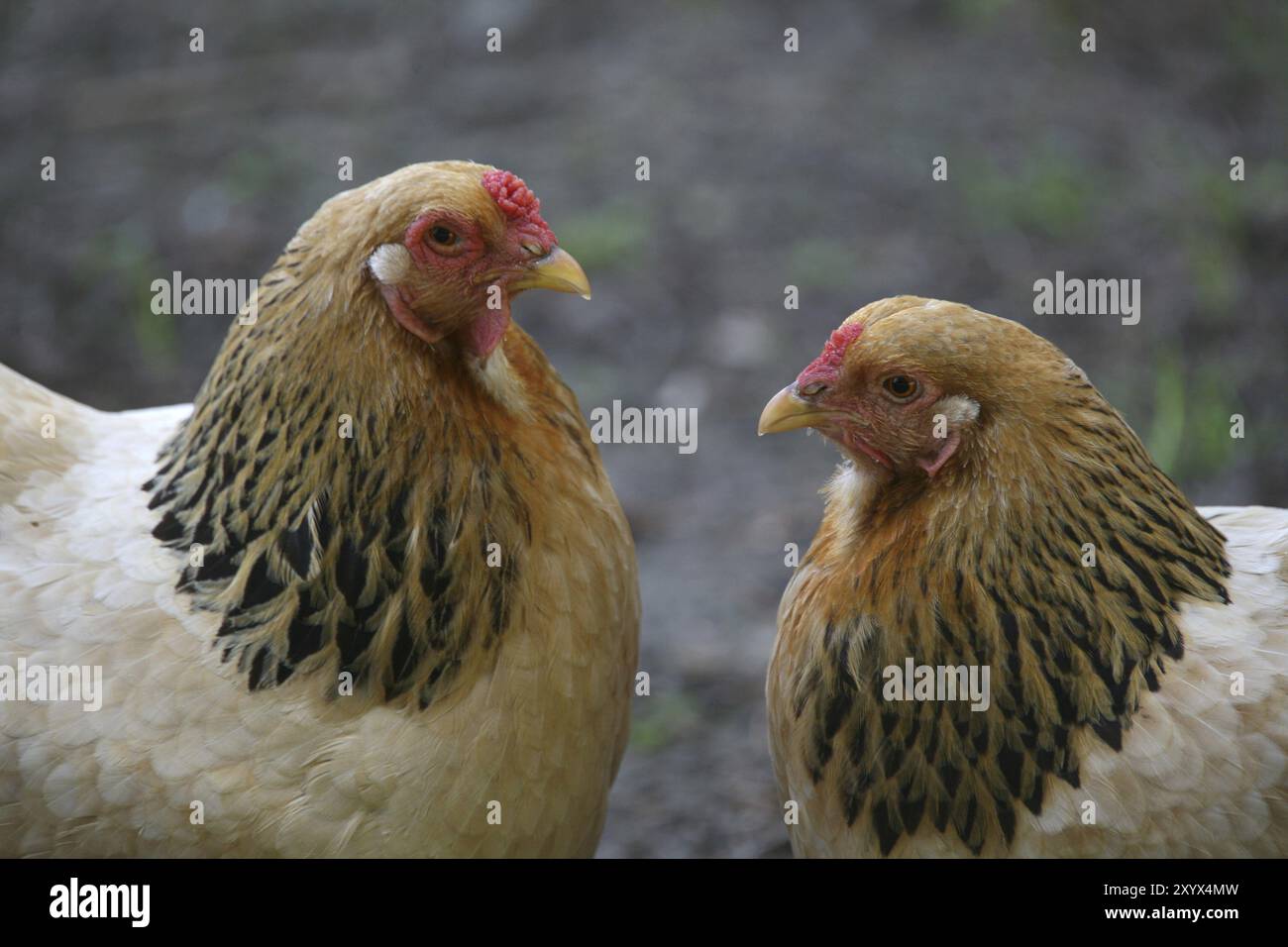 Two hens on a farm Stock Photo - Alamy