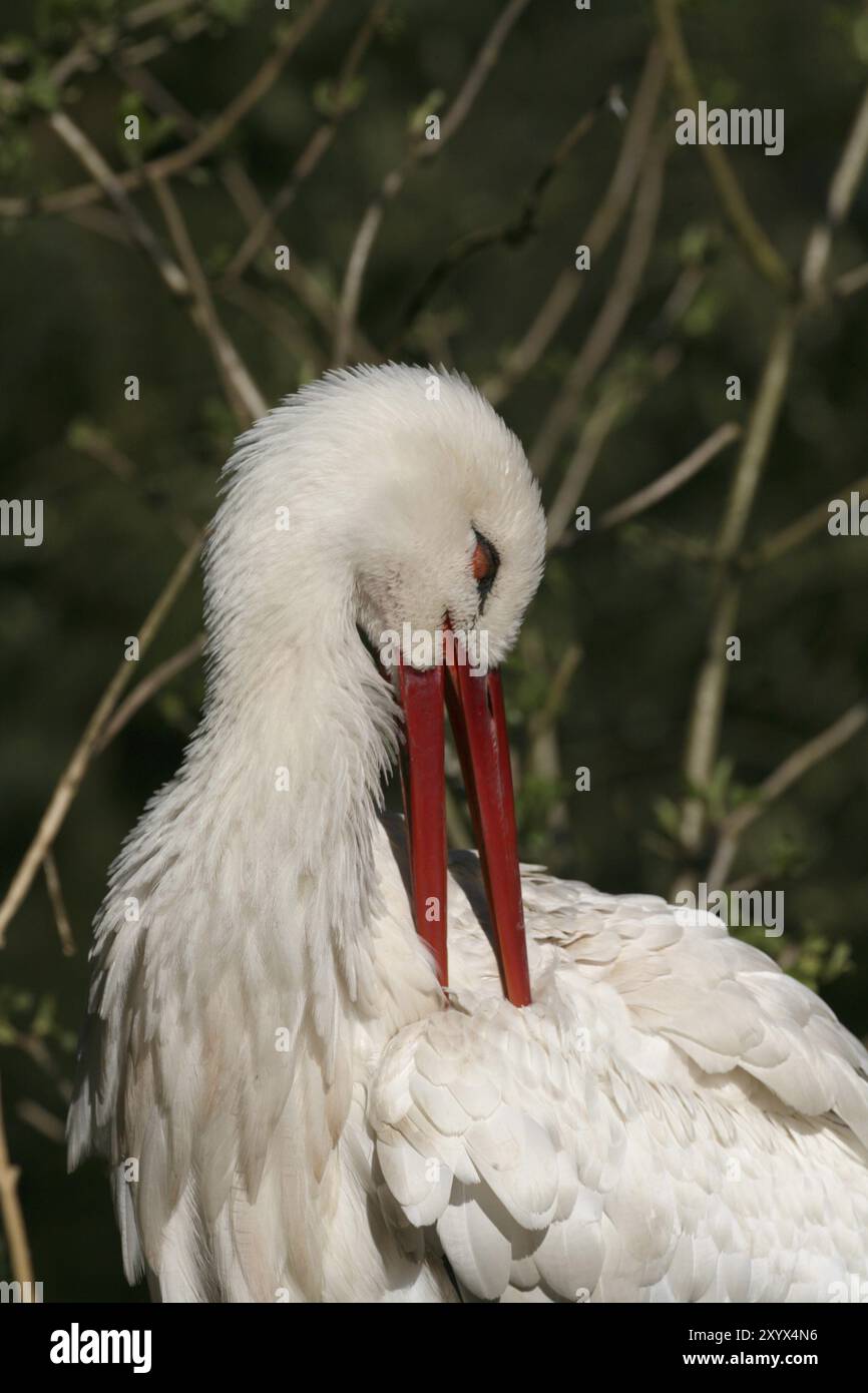 White stork looks camera hi-res stock photography and images - Alamy
