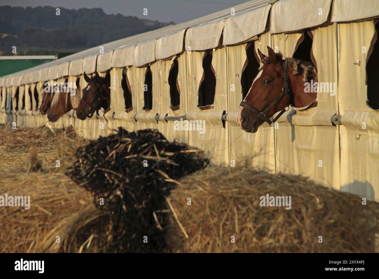 Semi stable hi-res stock photography and images - Alamy