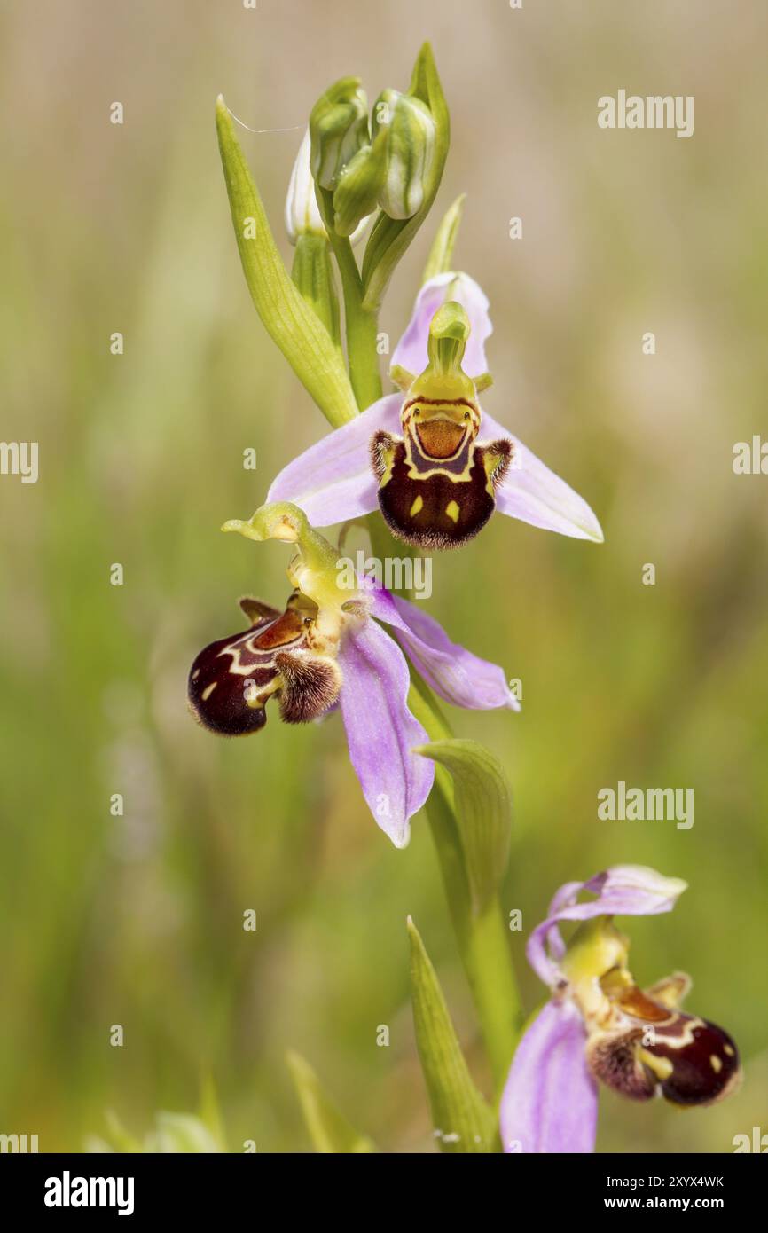 Bee orchid, Ophrys apifera, Bee orchid Stock Photo - Alamy