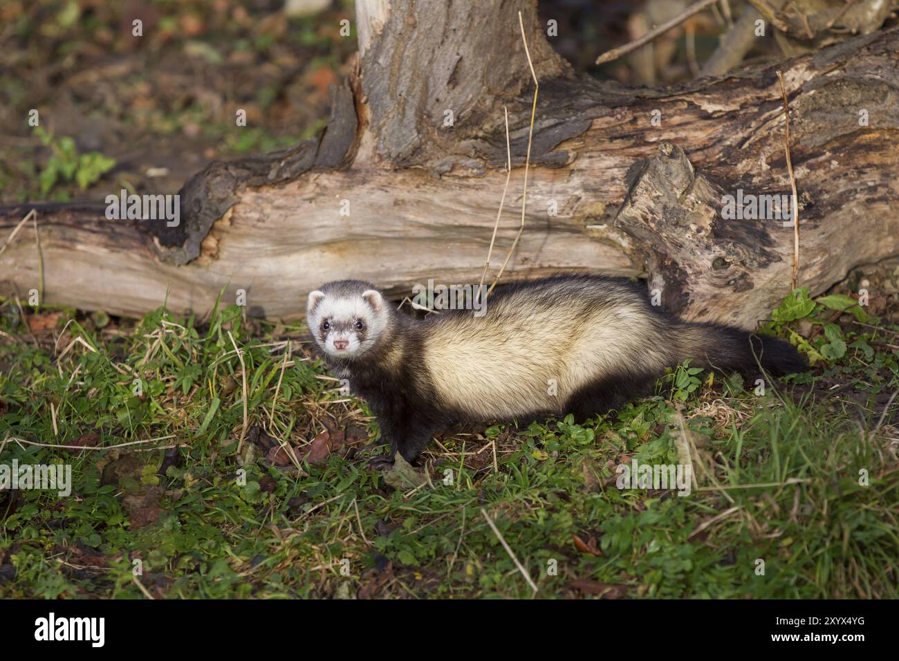 Ferret, Mustela putorius furo, ferret Stock Photo - Alamy