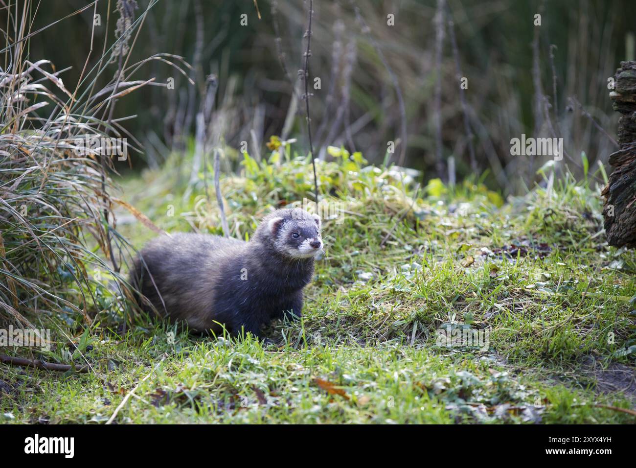 Black polecats hi-res stock photography and images - Alamy