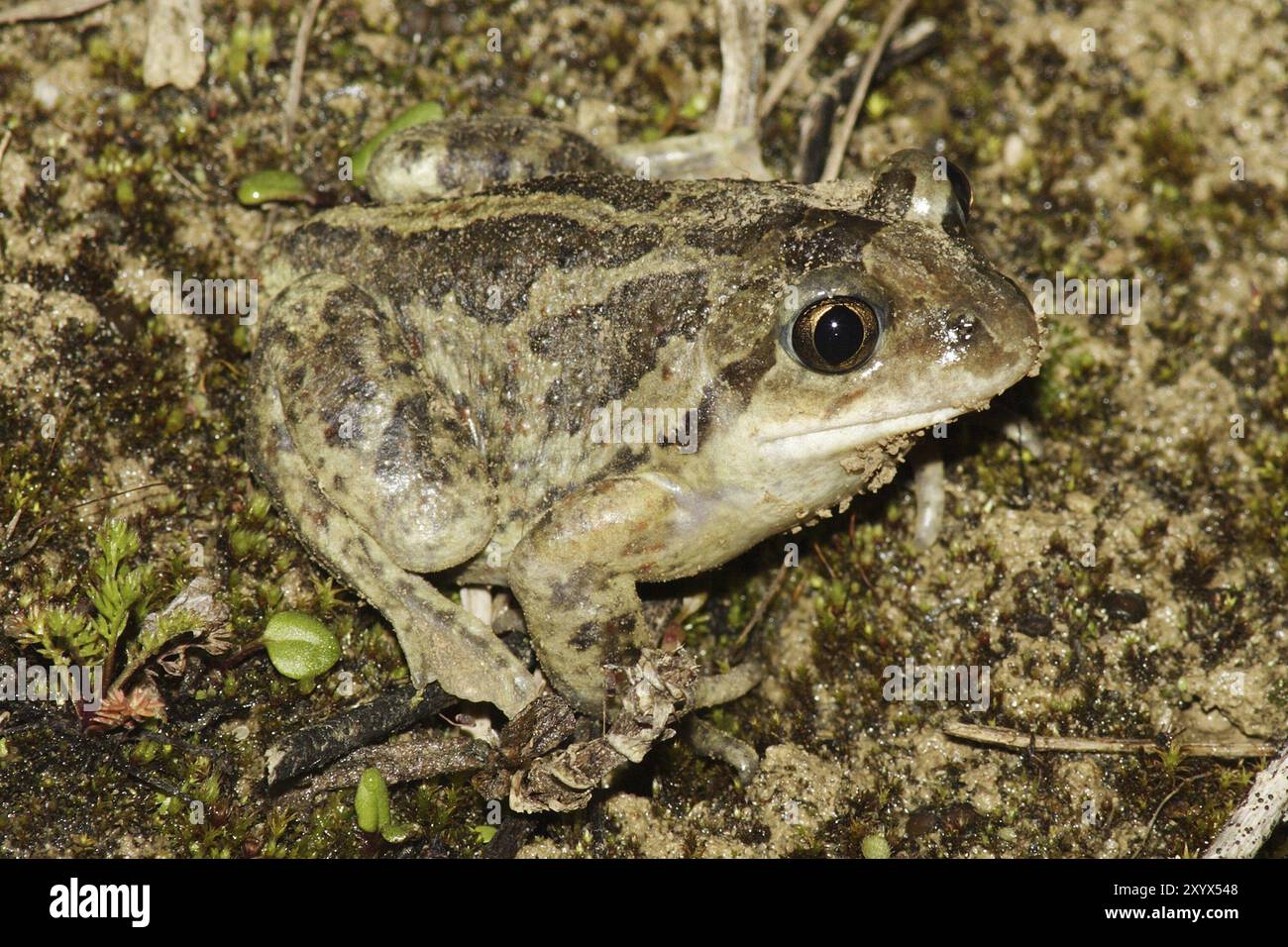 Common spadefoot toad, Pelobates fuscus, toad Stock Photo - Alamy