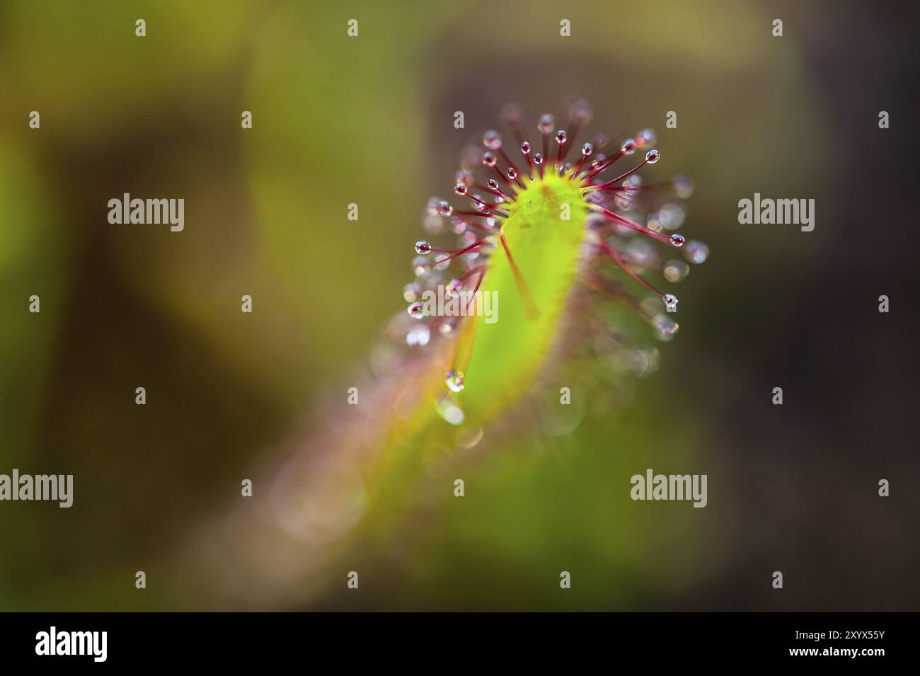 Cape Sundew, Drosera capensis, is a carnivorous species of perennial ...