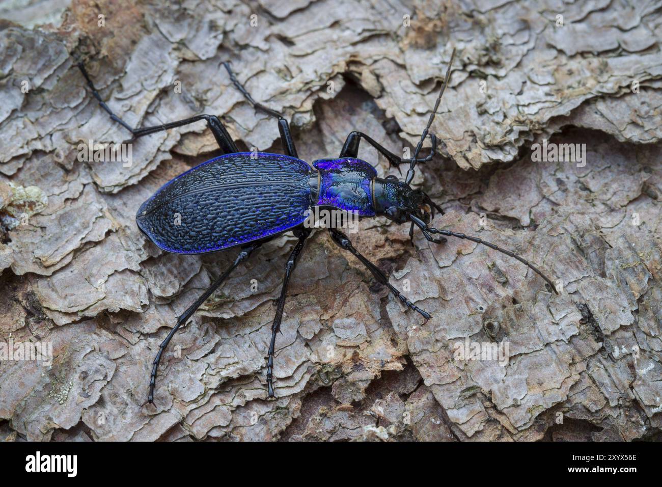 Blue-violet wood ground beetle, Carabus problematicus, beetle Stock ...
