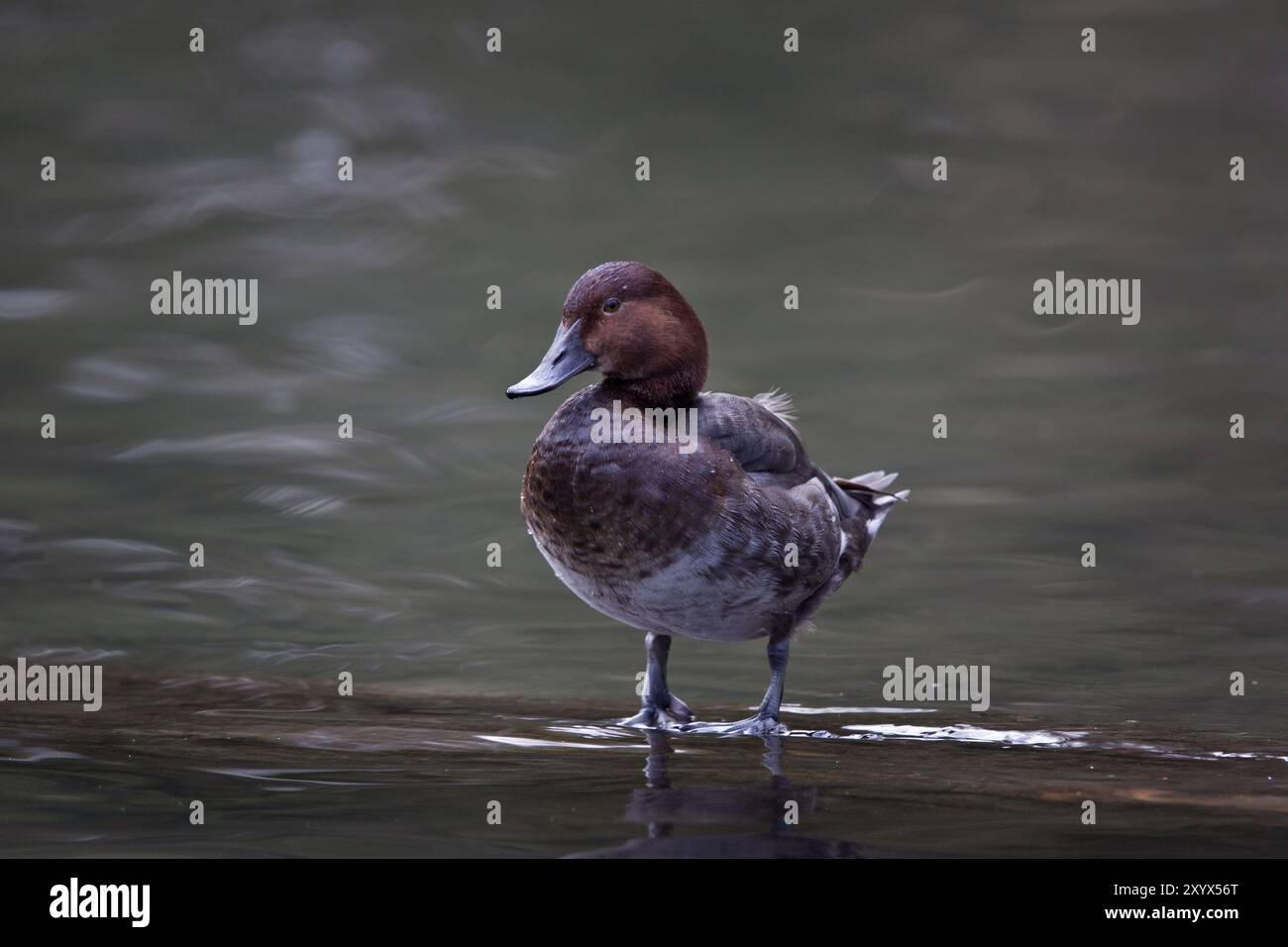 Common pochard, female, Aythya ferina, common pochard, female Stock ...