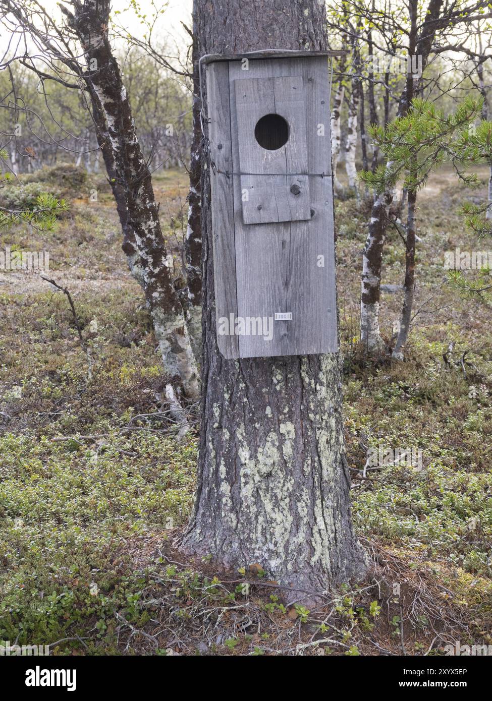 Nestbox attached to a tree, for nesting Common Goldeneye (Bucephala ...