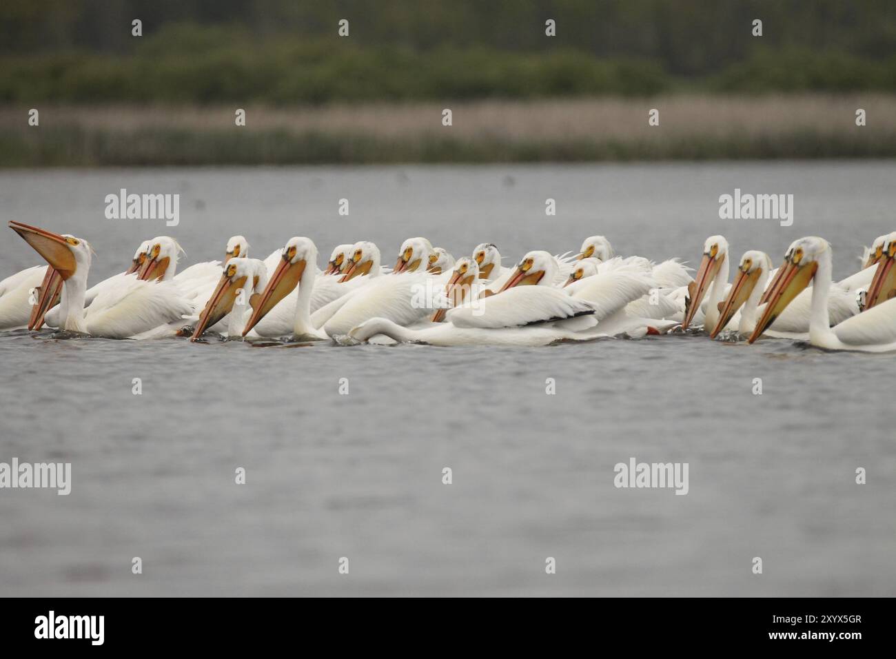 Nature scene from wisconsin Stock Photo - Alamy