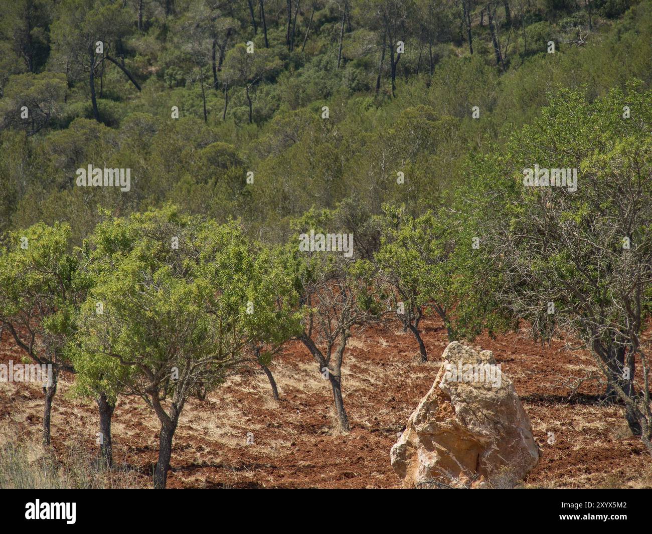 Landscape with trees and rocks, earthy red soil, neighbouring forest ...