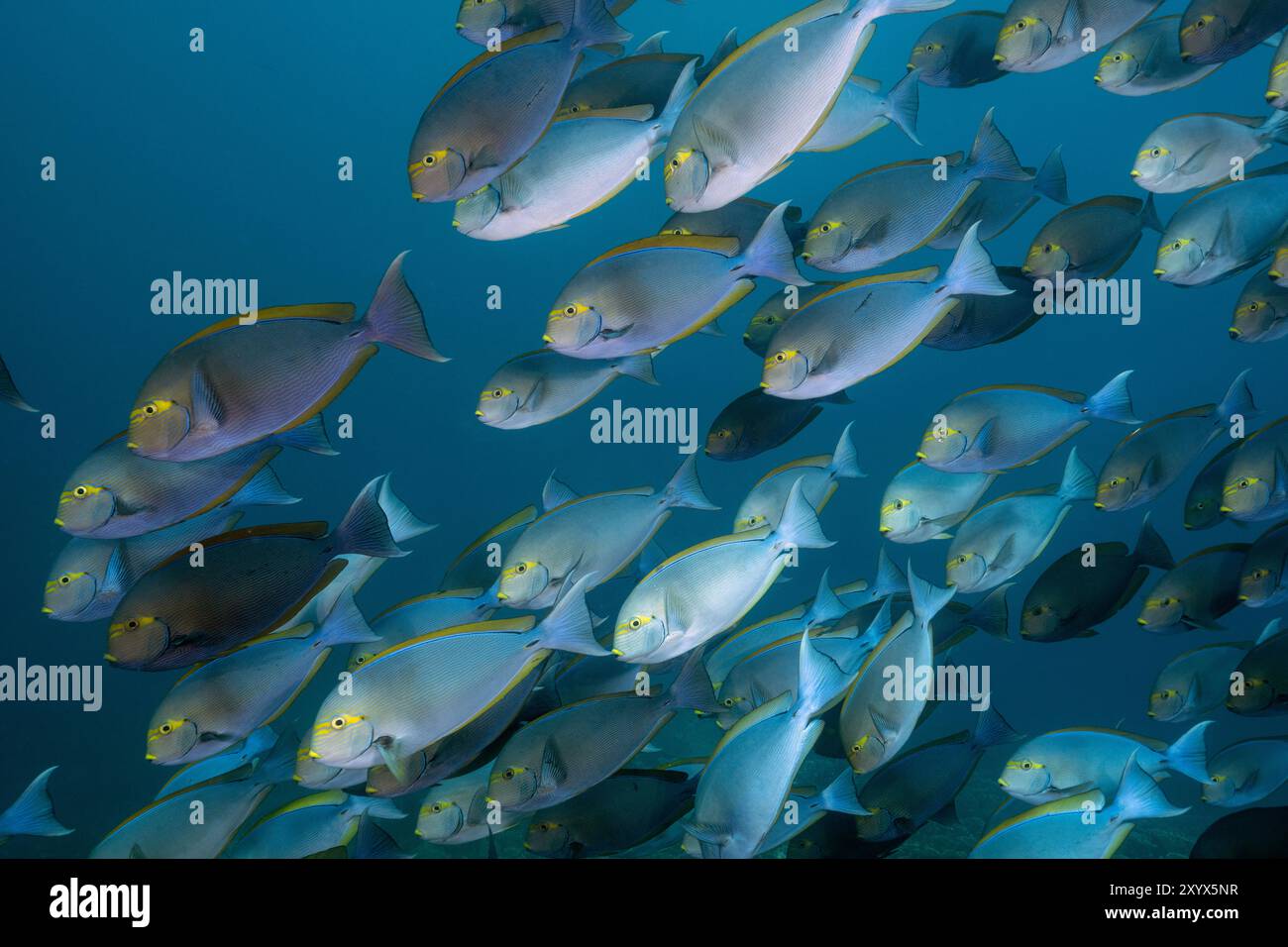 Yellowmask surgeonfishes, Acanthurus mata, Raja Ampat Indonesia Stock ...