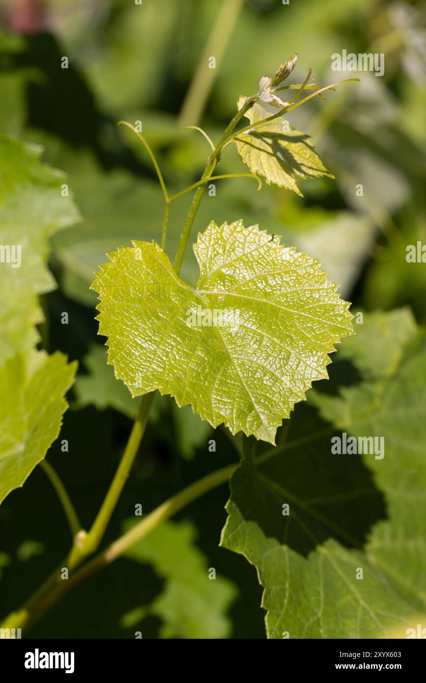 green foliage of grapes in sunny weather, grape with green leaves of ...