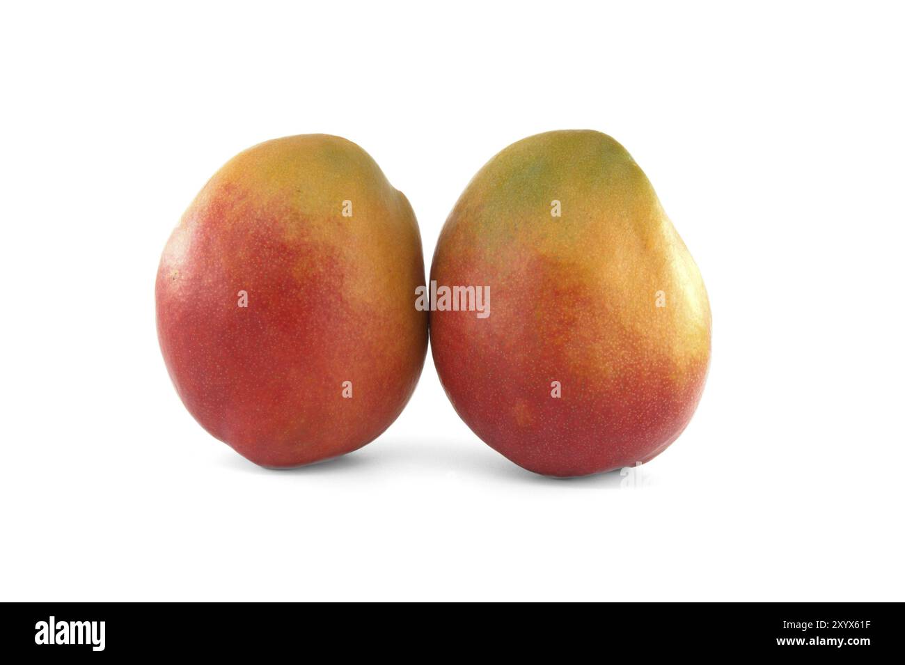 Two mangoes with a blend of red and yellow tones on their skin isolated ...