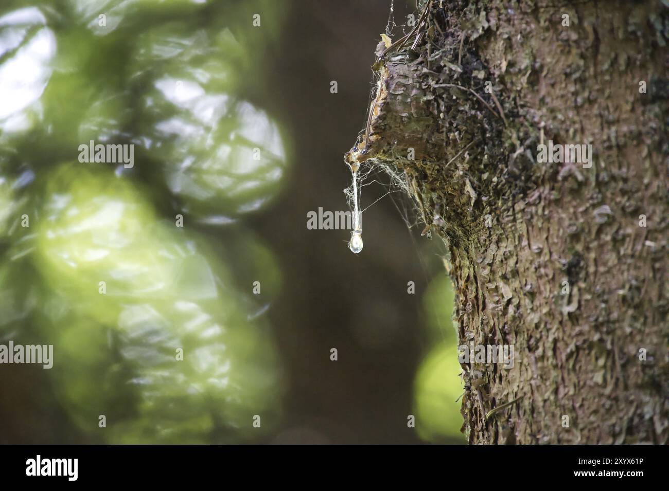 Clear sections highlighting hi-res stock photography and images - Alamy