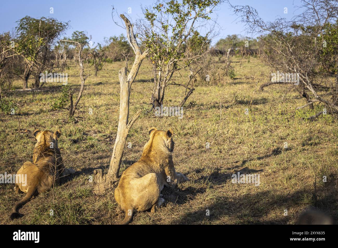 Female lionesses (Panthera leo) watching buffalo herd, Balule Plains ...