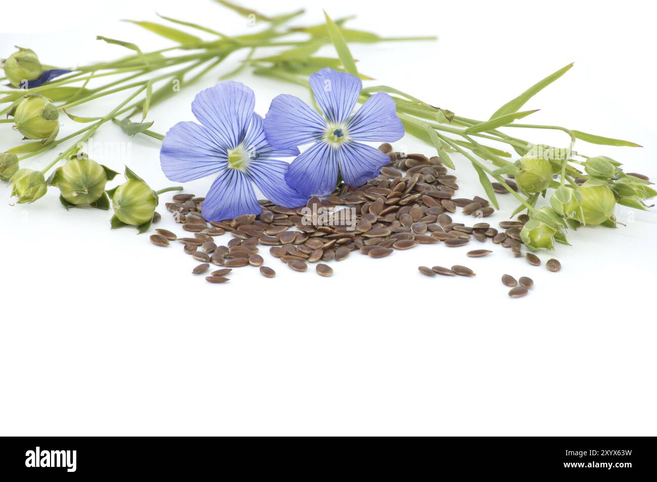Flax flower and linseed seeds with flax fruit round capsules isolated ...