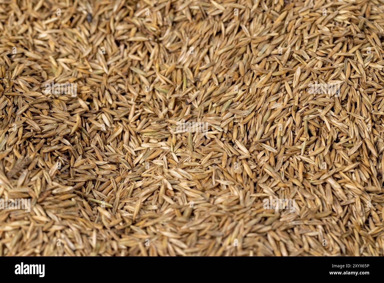 seeds of perennial and annual grass for lawn, grass seeds for growing ...