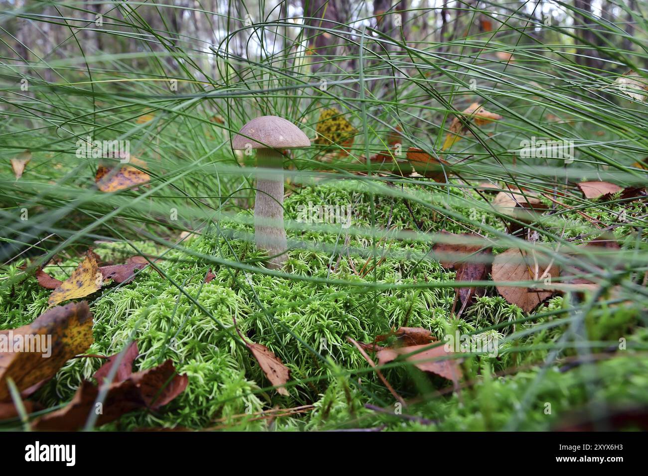 Boletus scaber (Leccinum scabrum) on the green moss tussock Stock Photo ...