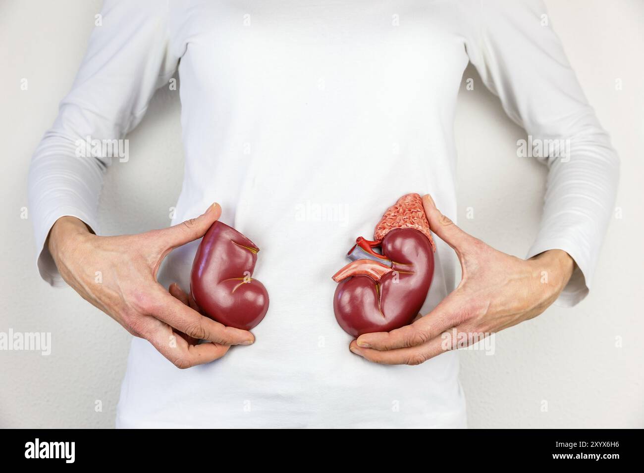 Human kidney hi-res stock photography and images - Alamy