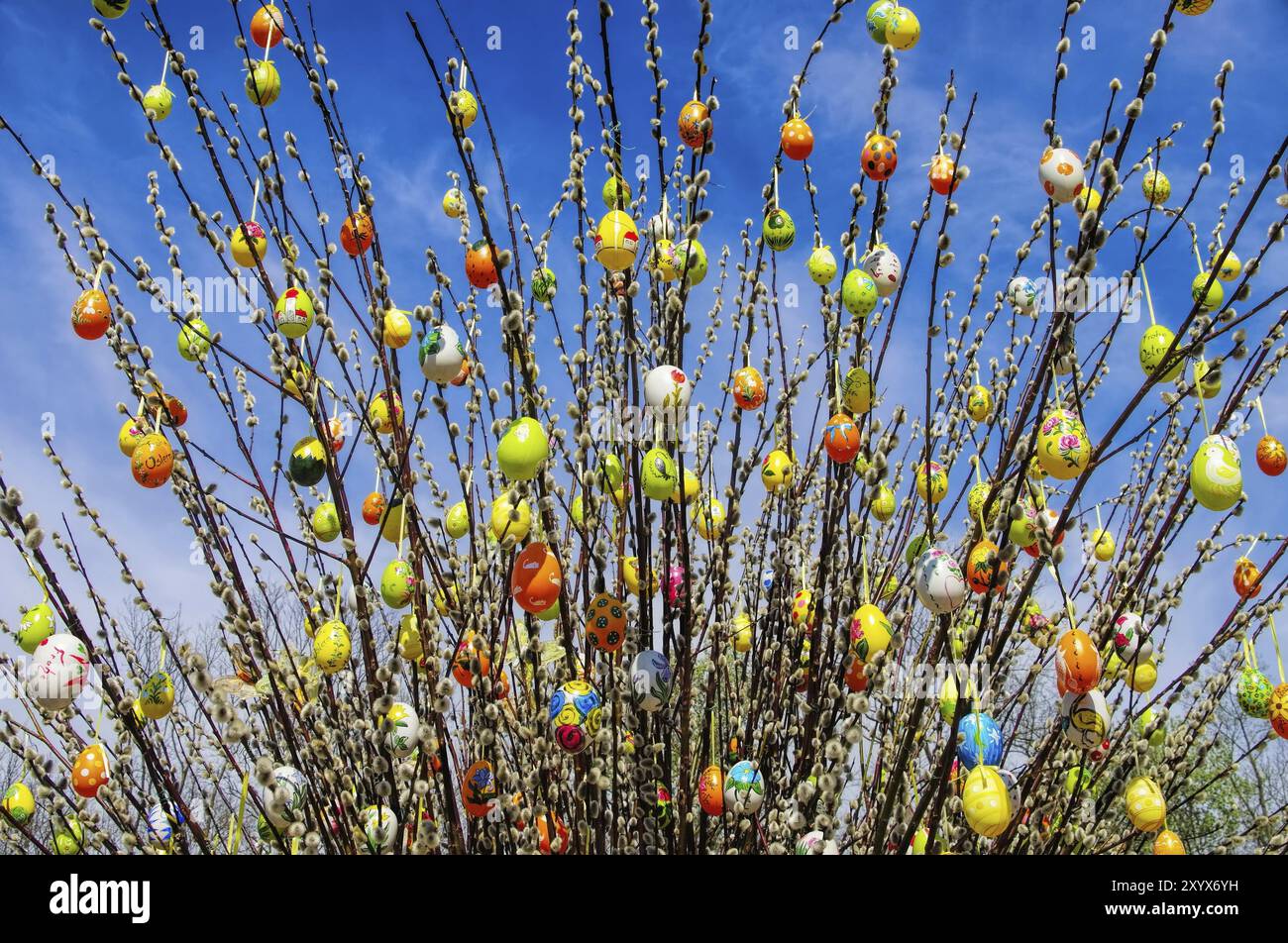 Easter shrub willow, easter shrub willow 01 Stock Photo - Alamy