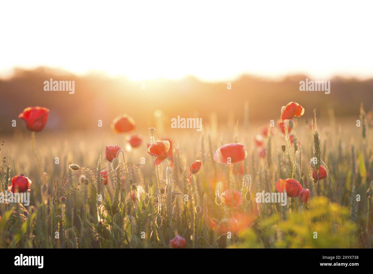 Sunlight on the common poppy hi-res stock photography and images - Alamy