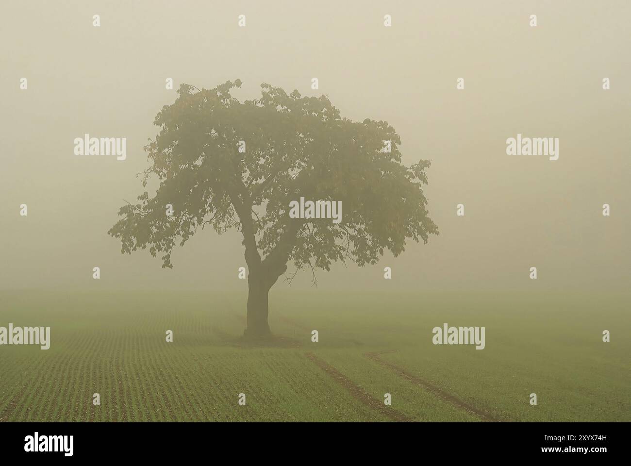 Baum im fog, tree in fog 01 Stock Photo - Alamy