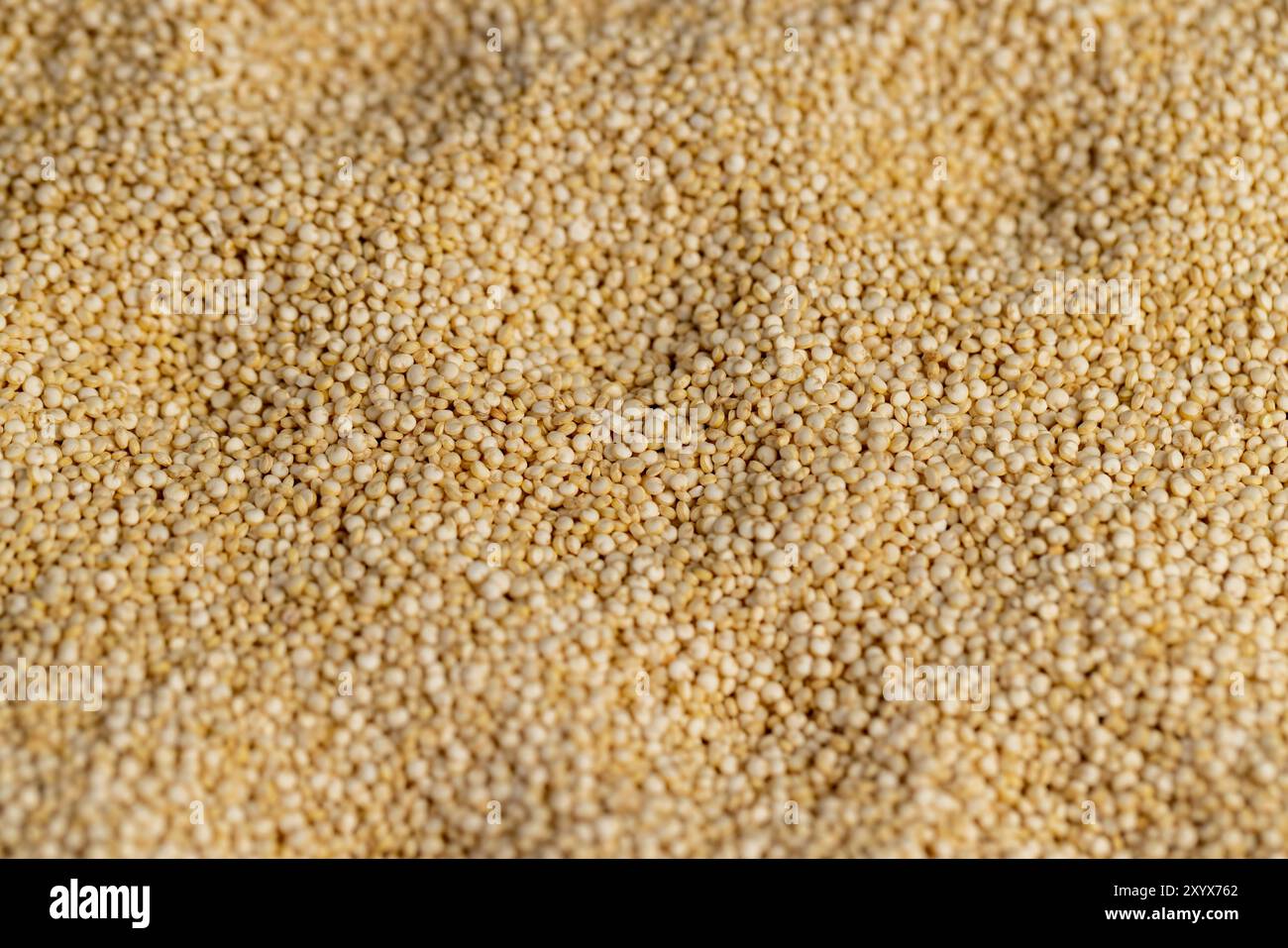 quinoa grains closeup, not cooked healthy quinoa porridge grains Stock ...