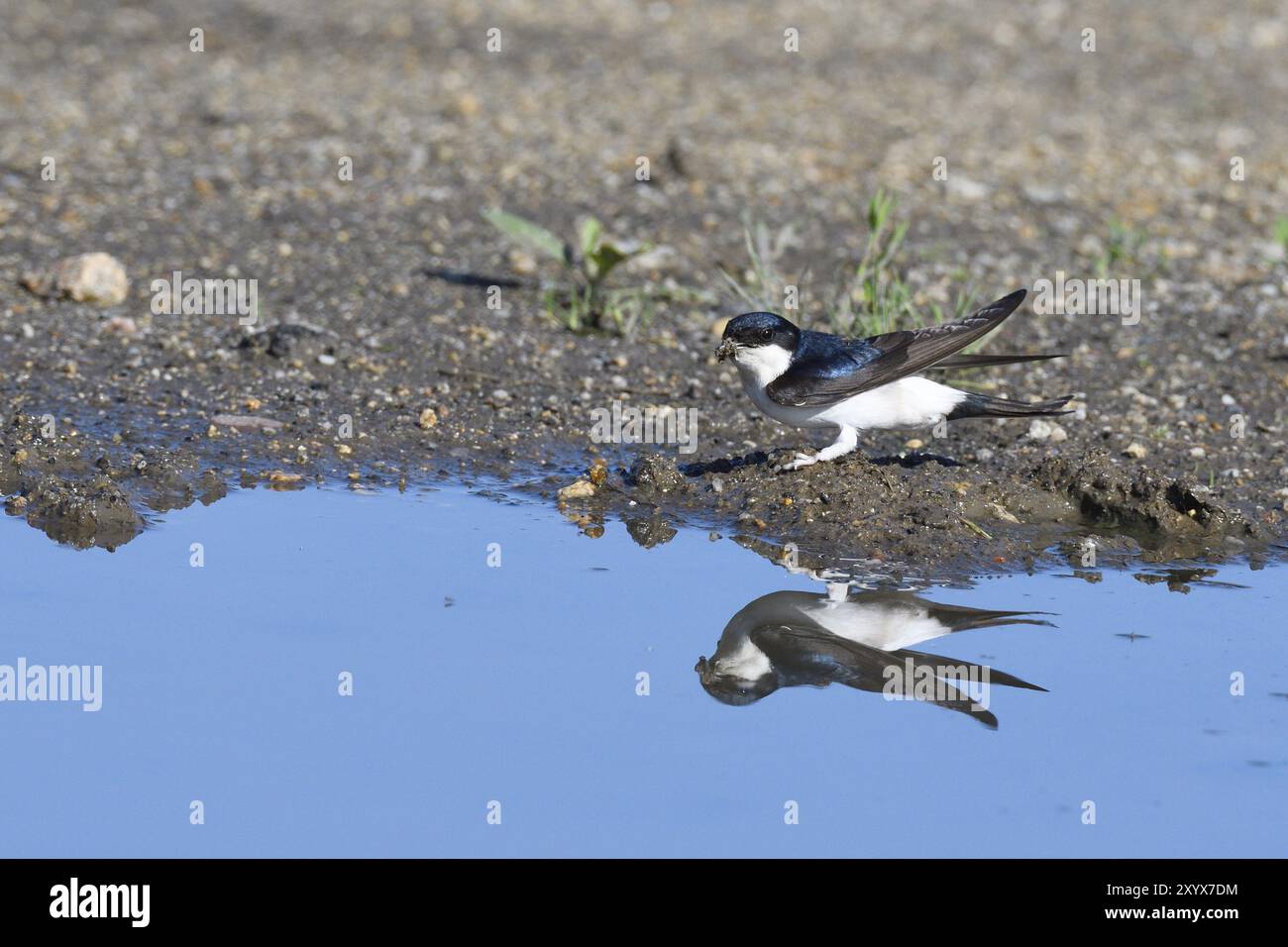 Common House Martin with nesting material. House Martin with nesting ...