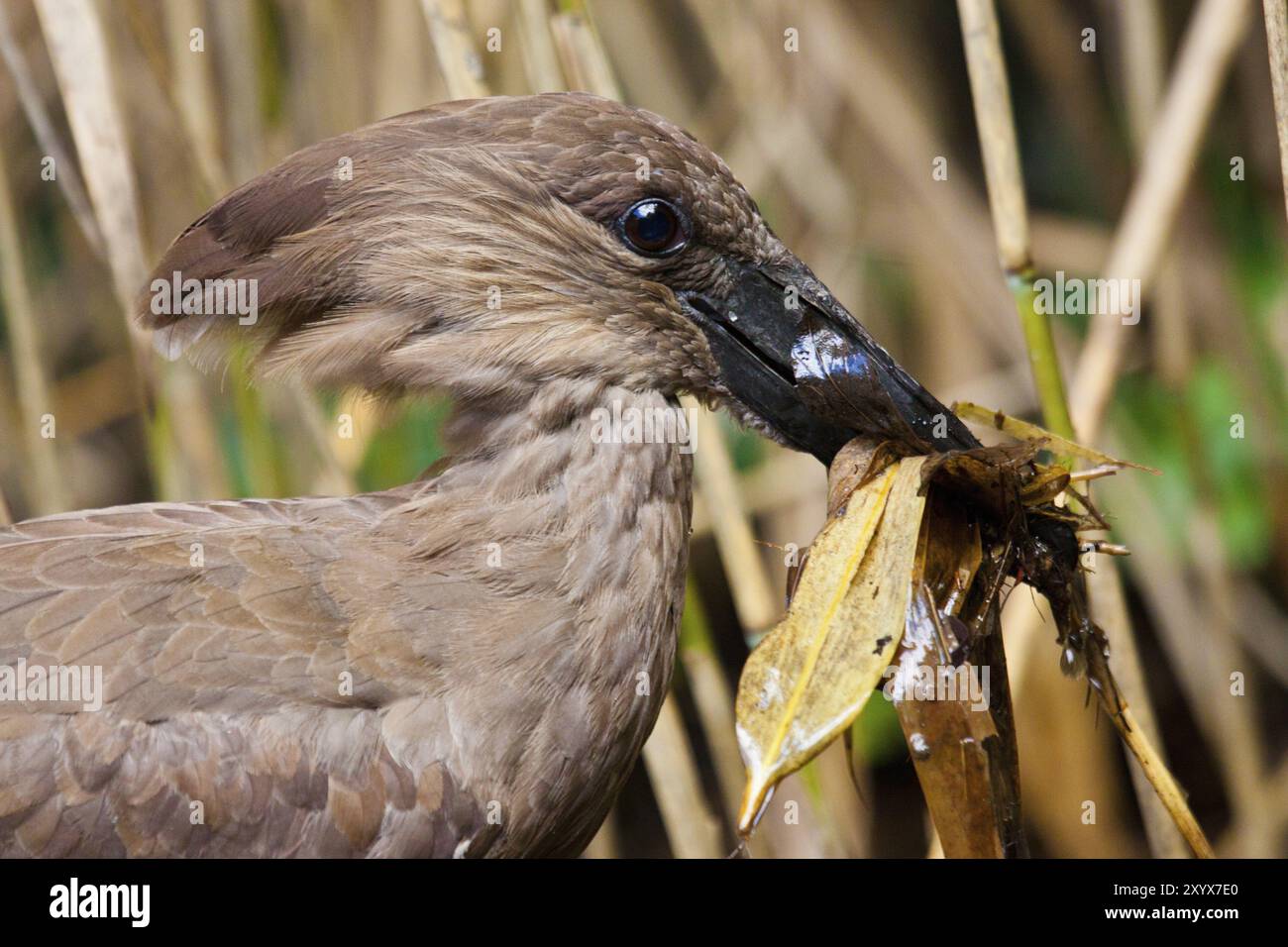 Hammerhead or shadow bird (Scopus umbretta Stock Photo - Alamy