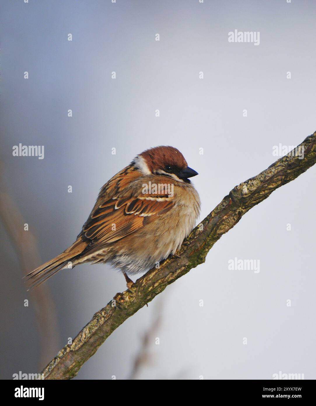 Tree Sparrow in winter.tree Sparrow in winter Stock Photo - Alamy