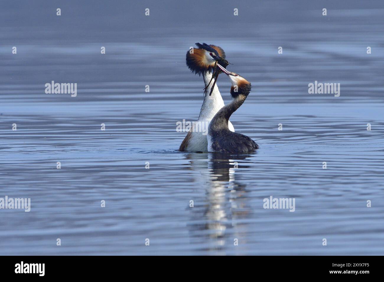 Great crested grebe displaying during mating ritual. Great crested ...