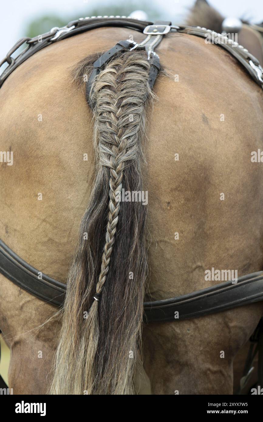 Horse tail braid hi-res stock photography and images - Alamy