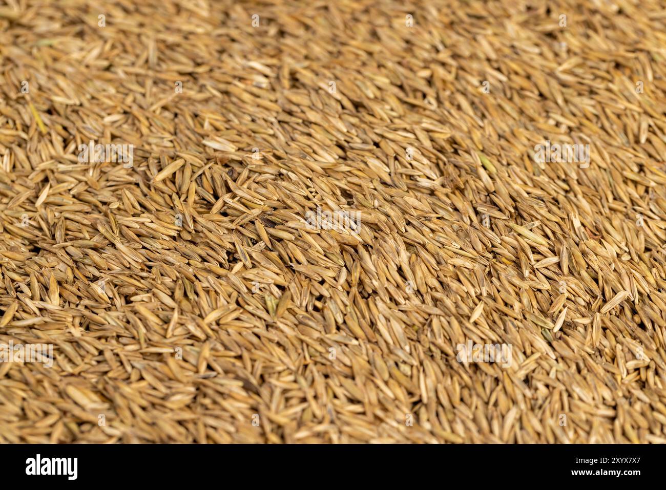 close up mixed seeds of perennial and annual grass for lawn, grass ...