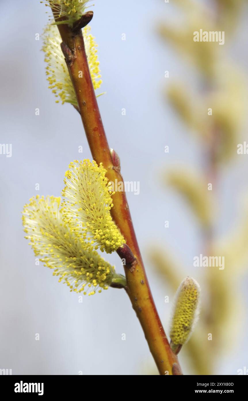 Willow catkin, catkin 56 Stock Photo - Alamy